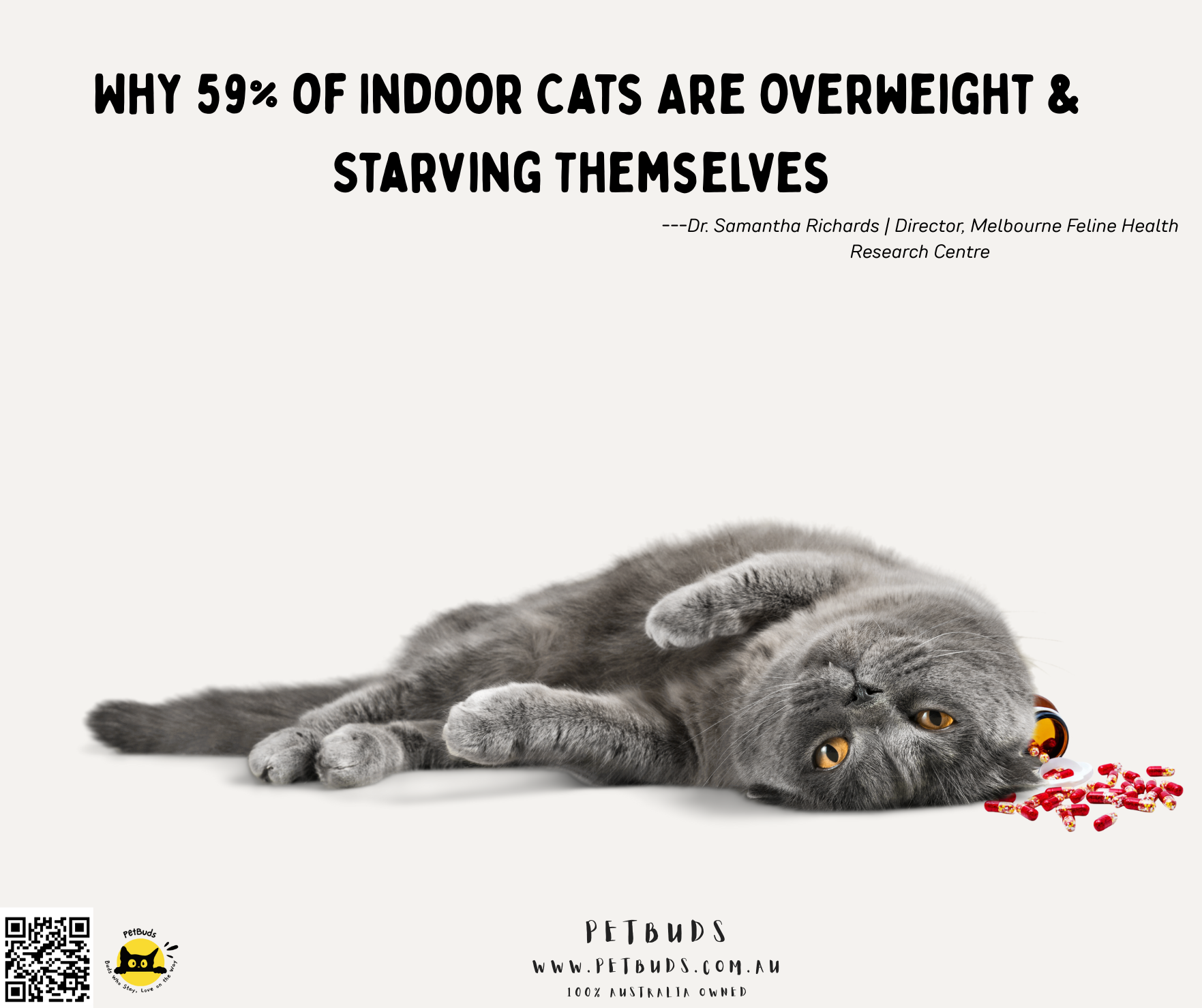 59% of Indoor Cats Are Overweight & Starving Themselves – PetbudsAU