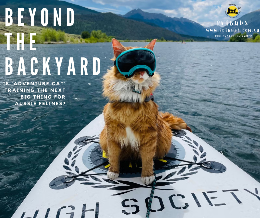 Beyond the Backyard Is 'Adventure Cat' Training the Next Big Thing for ...